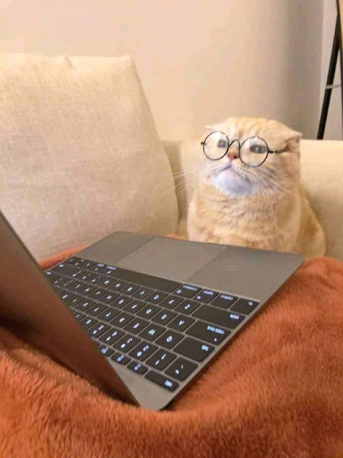 Los 50 memes de gatos que debes de ver ¡sí o sí! - Plan b