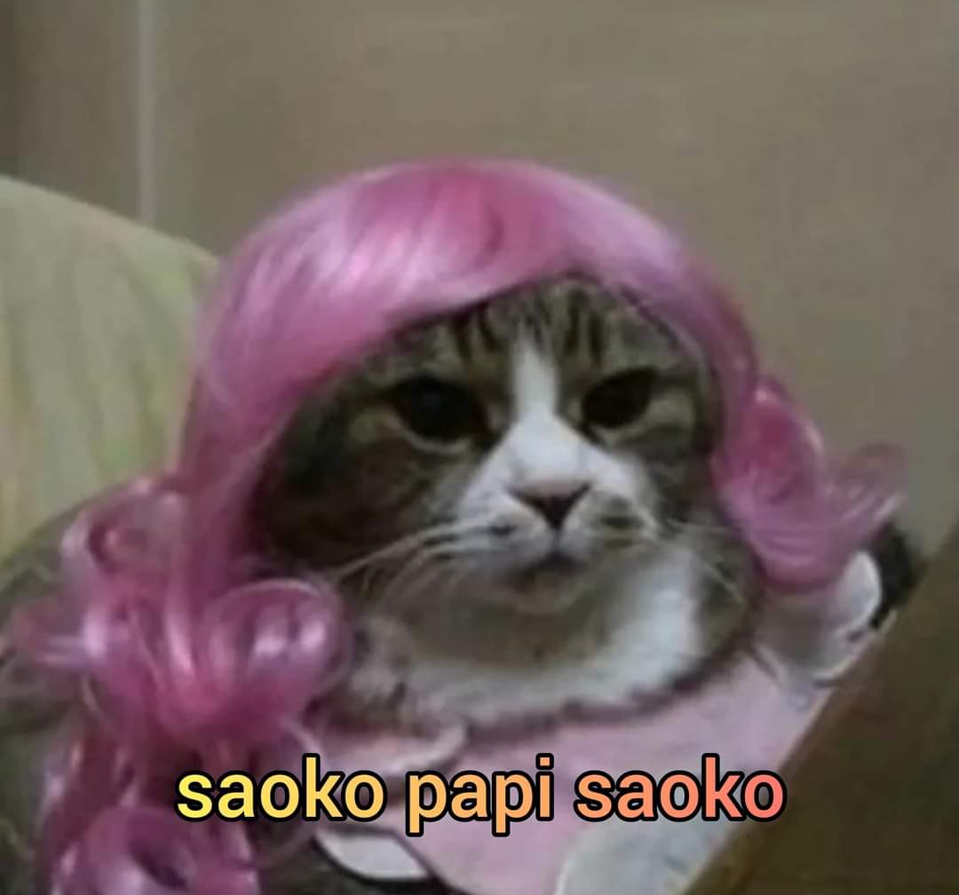 Los 50 memes de gatos que debes de ver ¡sí o sí! - Plan b