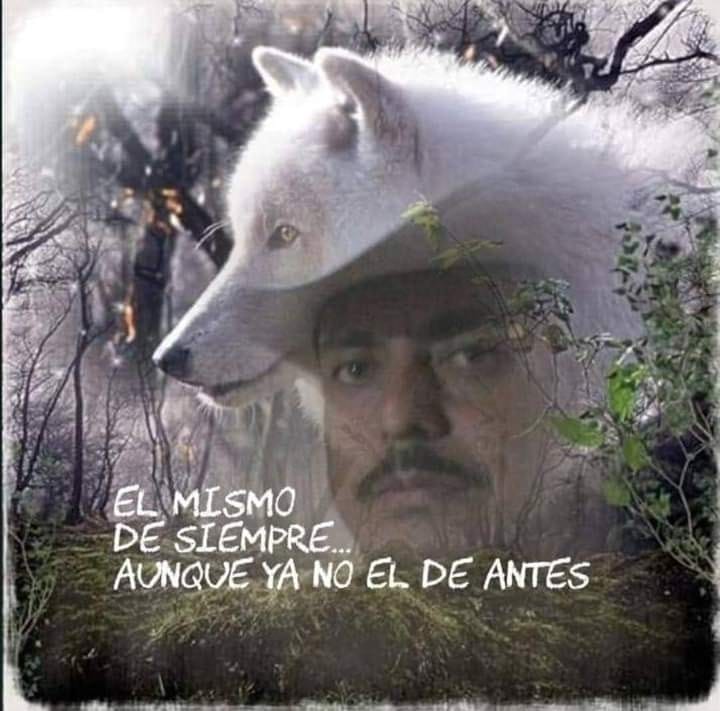 Los 20 mejores memes de lobos para morirte de risa - Plan b