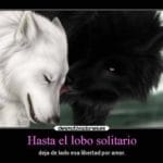 Los 20 mejores memes de lobos para morirte de risa - Plan b