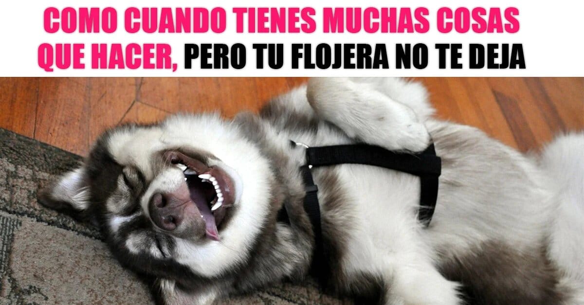Más de 30 memes de perros que te robarán una carcajada