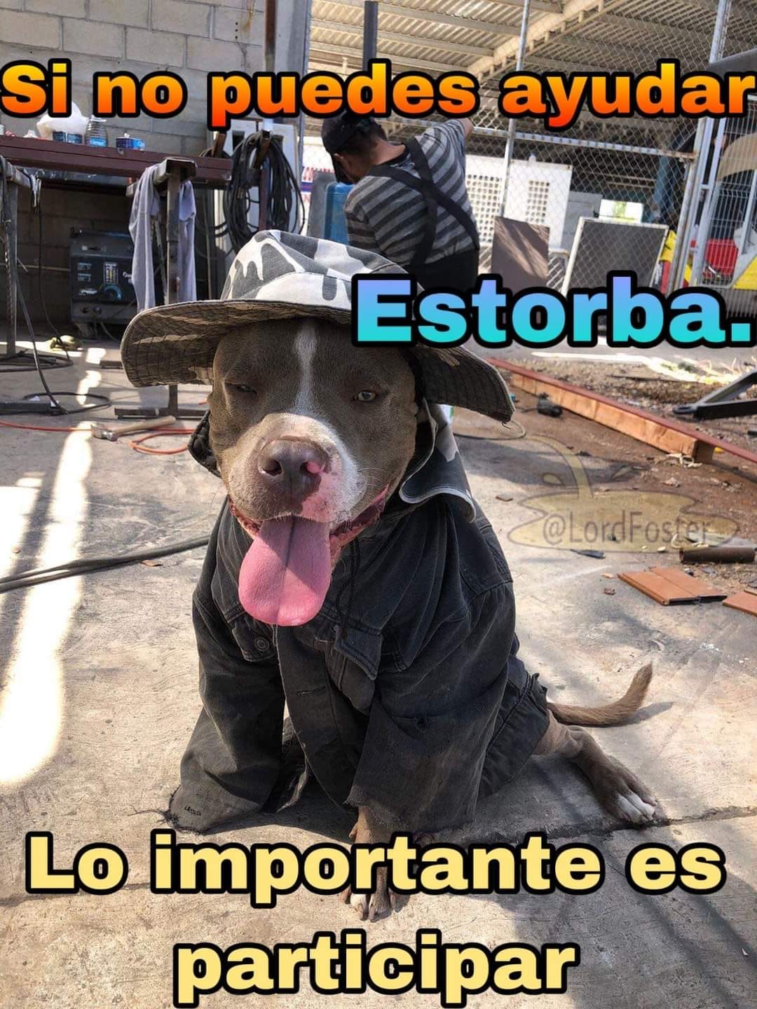 Más de 30 memes de perros que te robarán una carcajada