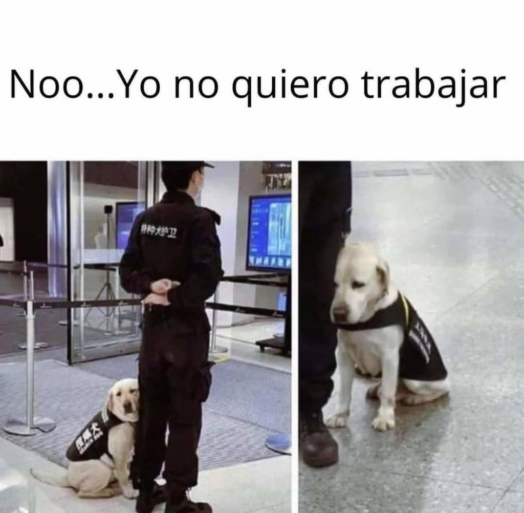 Más de 30 memes de perros que te robarán una carcajada