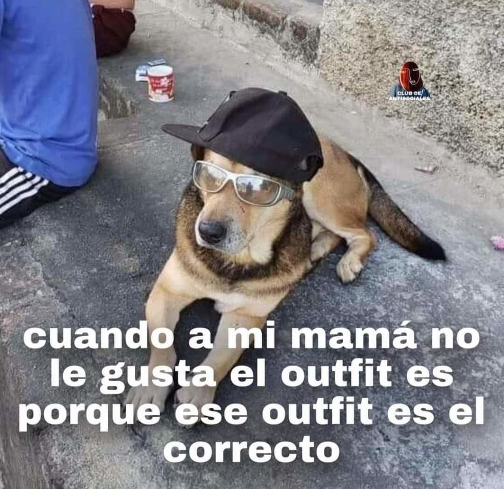 Más de 30 memes de perros que te robarán una carcajada