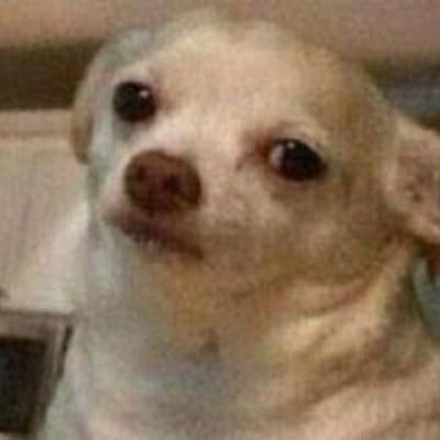 Más de 30 memes de perros que te robarán una carcajada