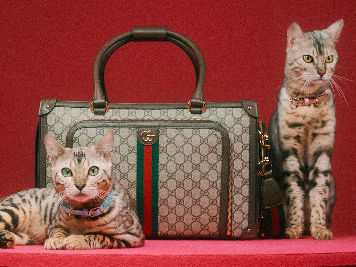 ¡Gucci Pet! Entérate de la nueva colección para mascotas de la firma ...