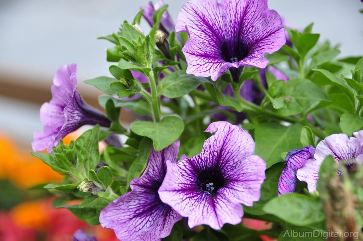 ¿Por qué regalar flores moradas el 9 de noviembre?