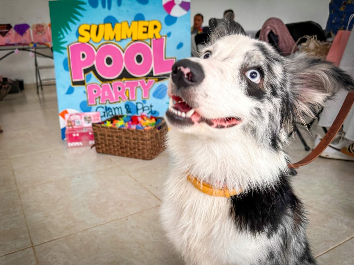Glam & Pet: Summer Pool Party